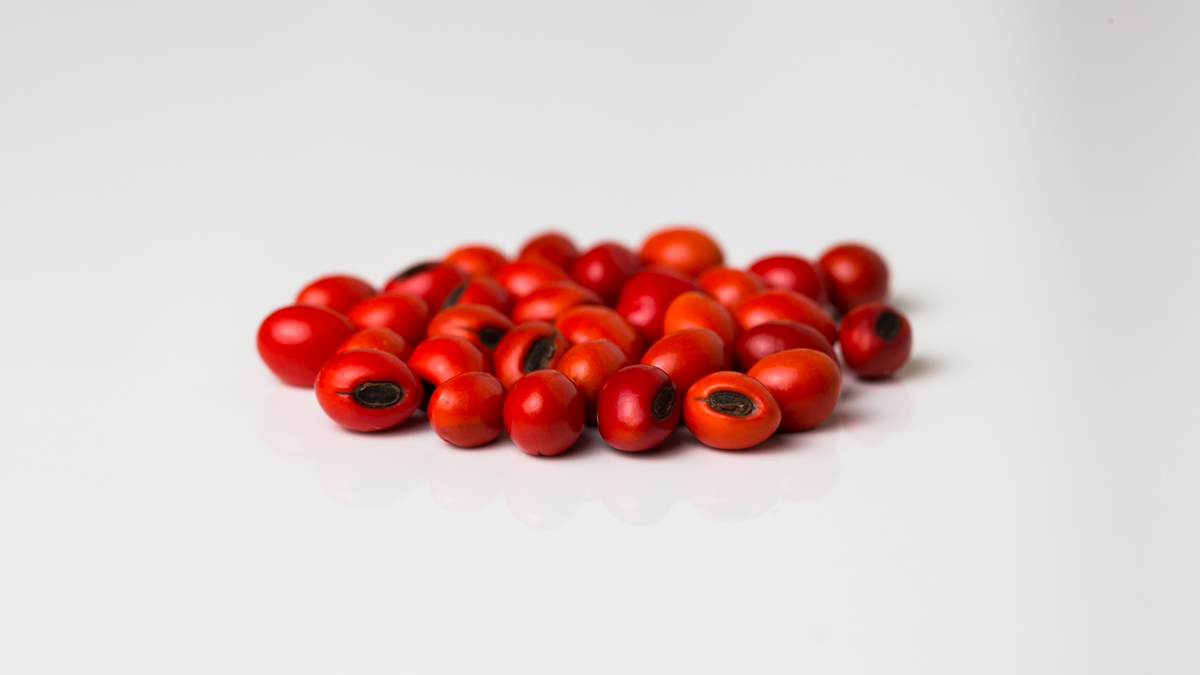 association | News | lucky beans e.V.